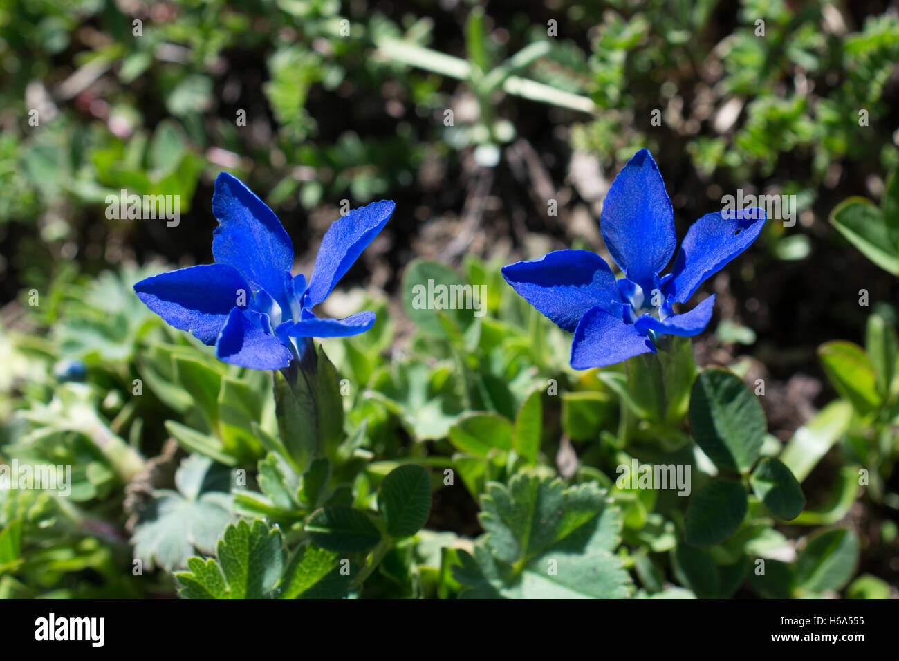 Beautiful fresh flowers in nature background Stock Photo - Alamy