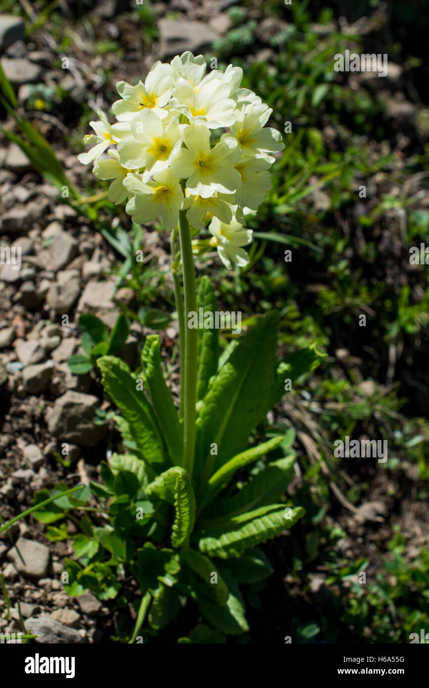 Beautiful fresh flowers in nature background Stock Photo - Alamy