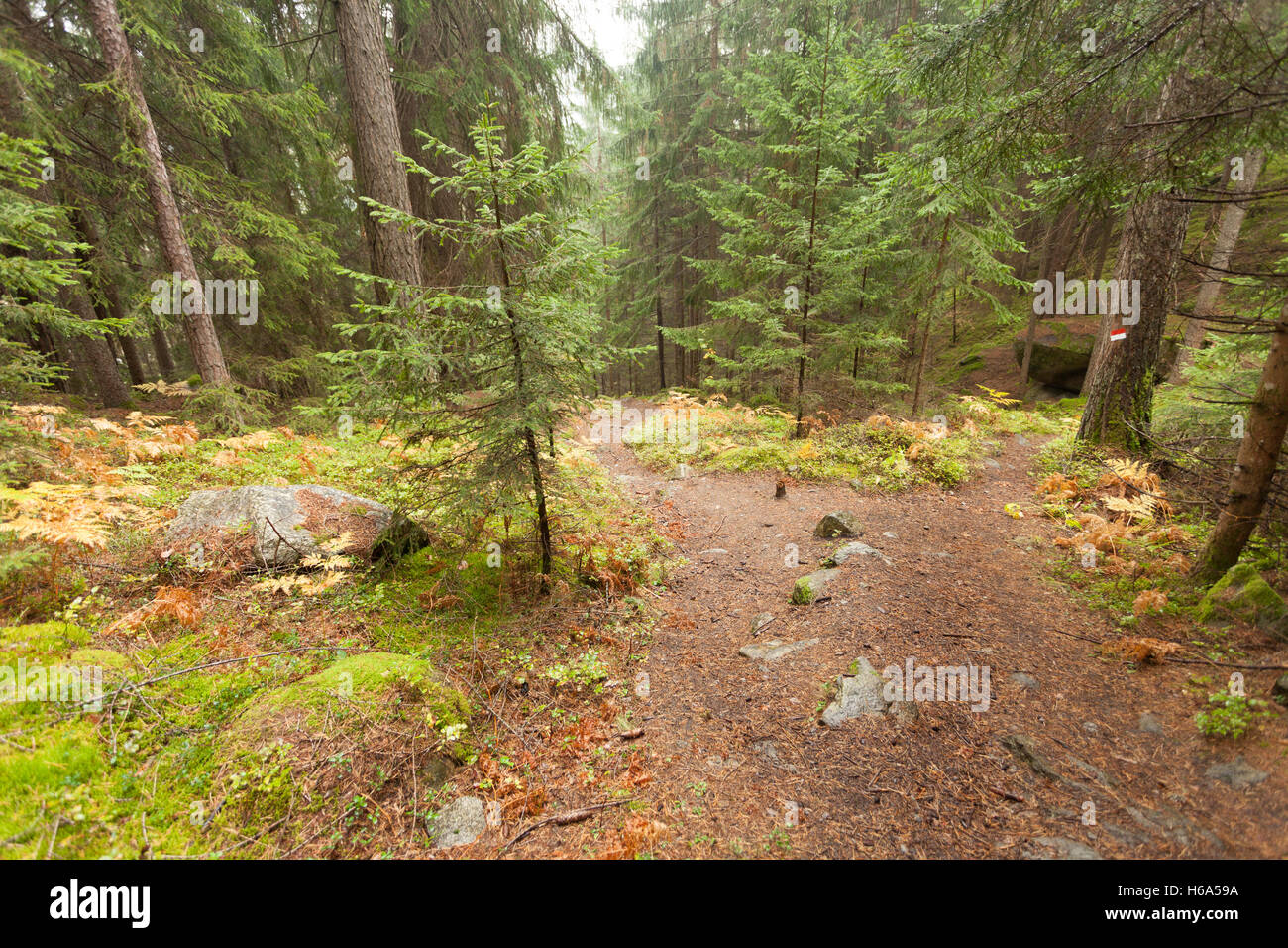 walking into the forest long a path in a cloudy day. No people around ...