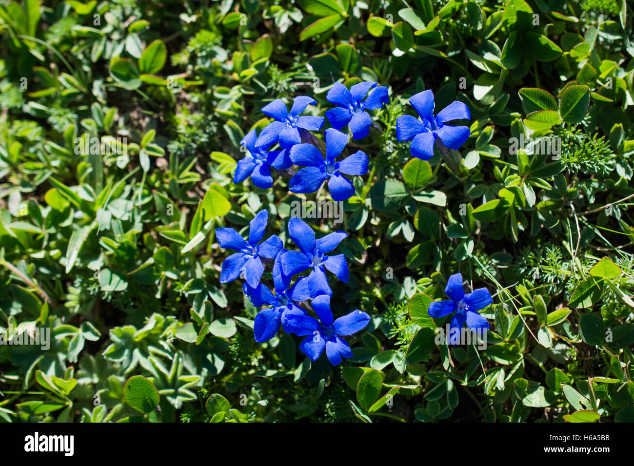 Beautiful fresh flowers in nature background Stock Photo - Alamy