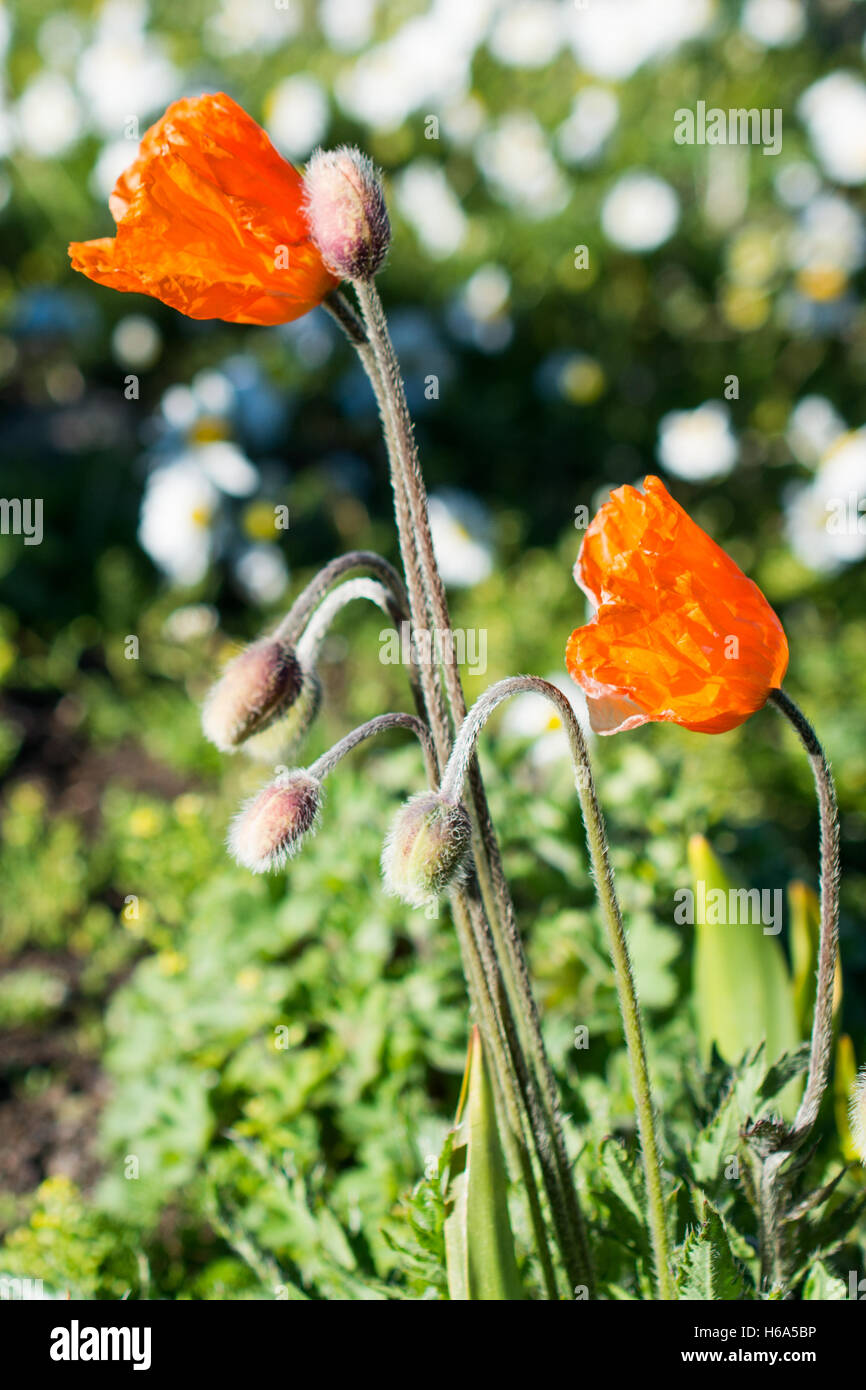Beautiful Oriental poppy flowers in nature background Stock Photo - Alamy