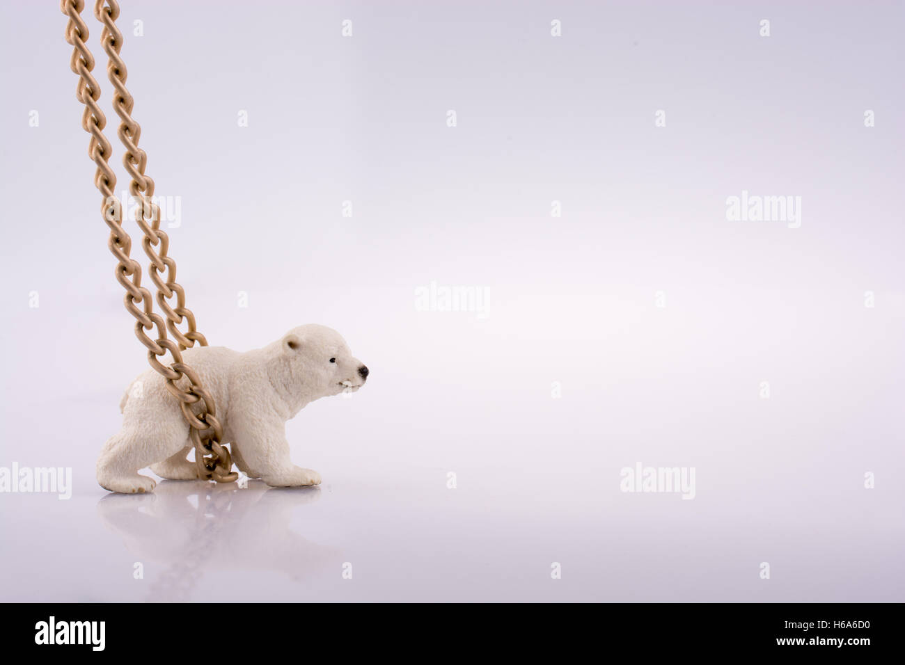 Polar bear cub and chain on a white background Stock Photo - Alamy