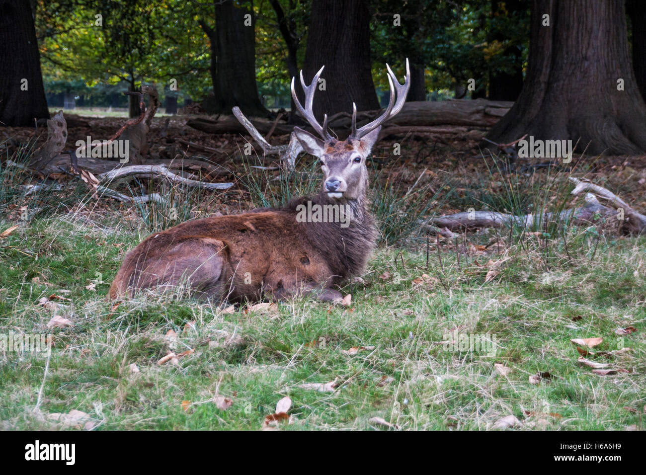 Deer Sitting Down High Resolution Stock Photography and Images - Alamy