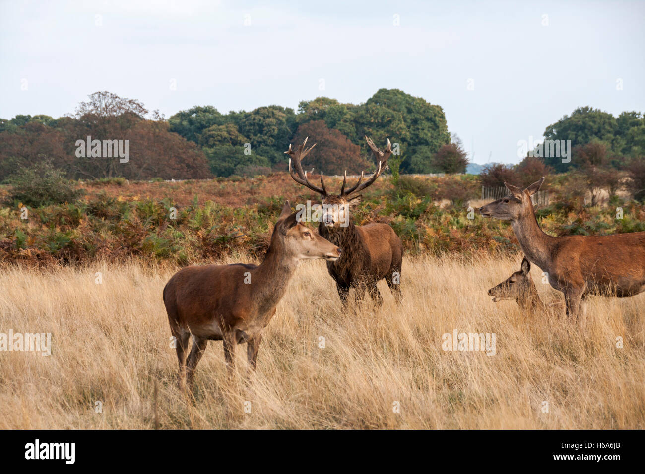 A herd of deer in the grassland at Richmond Park,Surrey,England Stock ...