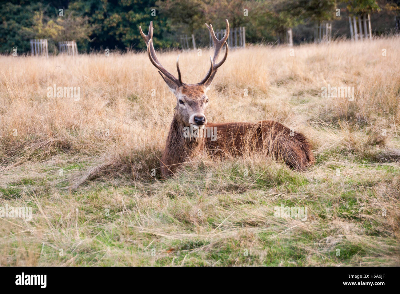 Deer sitting down hi-res stock photography and images - Alamy