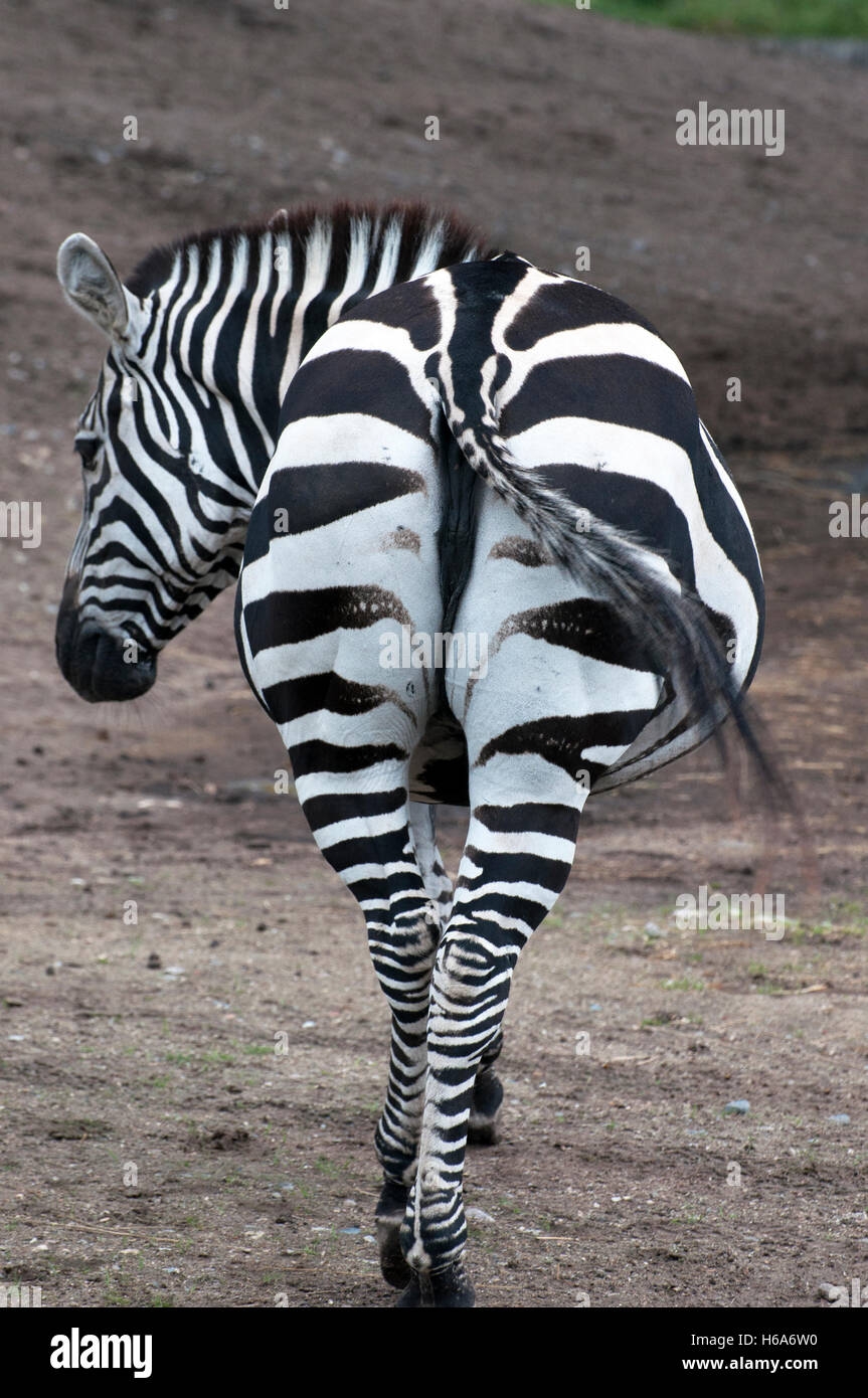 rear view of plains zebra at copenhagen zoo Stock Photo - Alamy