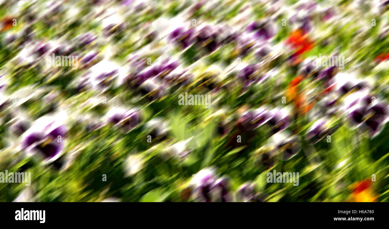 blur in the spring colors flowers and garden Stock Photo - Alamy