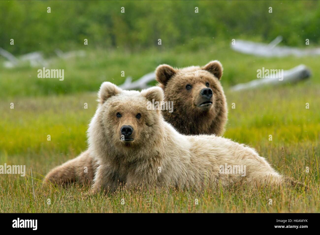 Disney Bears Movie High Resolution Stock Photography and Images - Alamy
