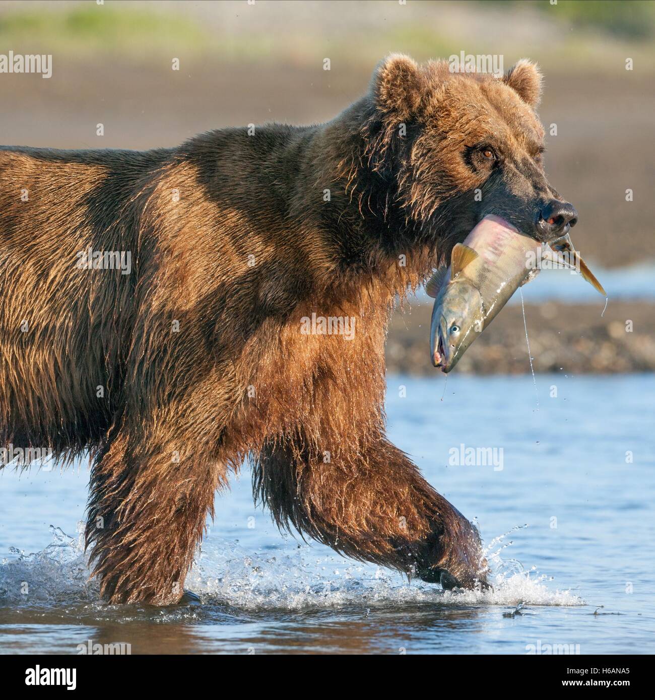 Disney Bears Movie High Resolution Stock Photography and Images - Alamy