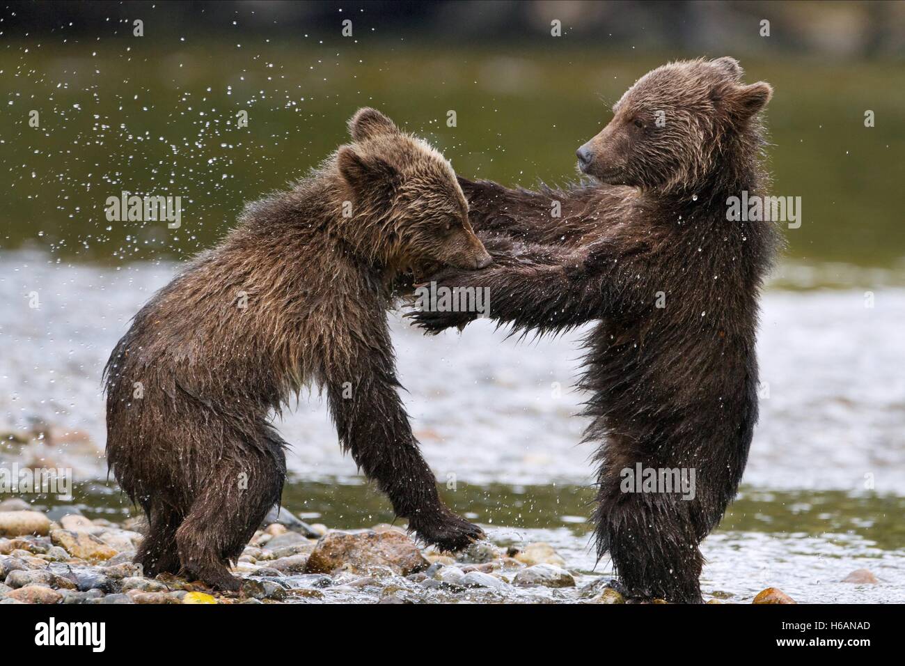 Disney Bears Movie High Resolution Stock Photography and Images - Alamy
