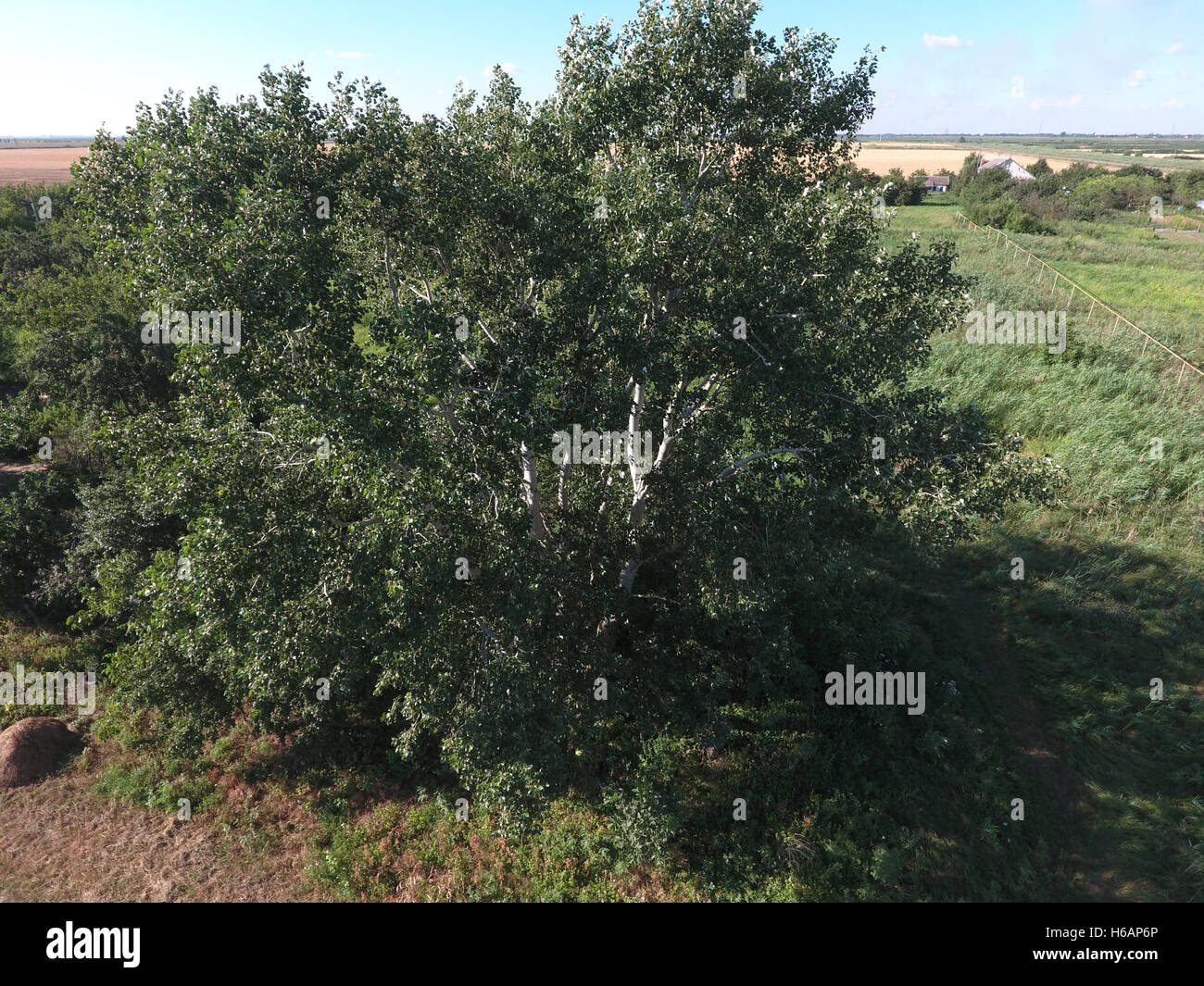 Top view of a silver poplar. The high poplar tree Stock Photo - Alamy