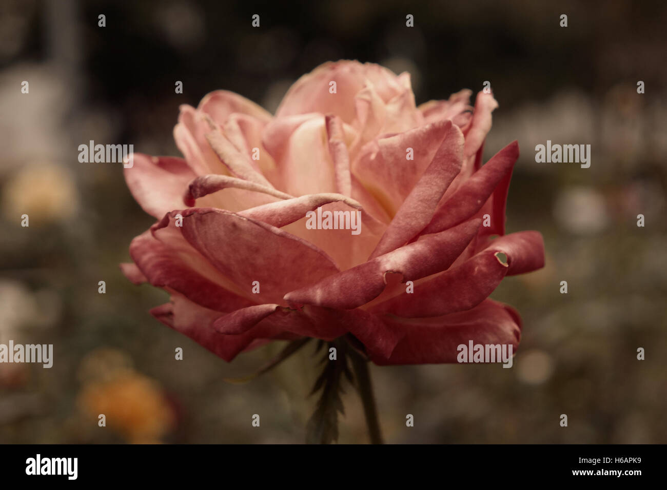 Pink rose flower dying on steam a lot of space for text selective focus ...