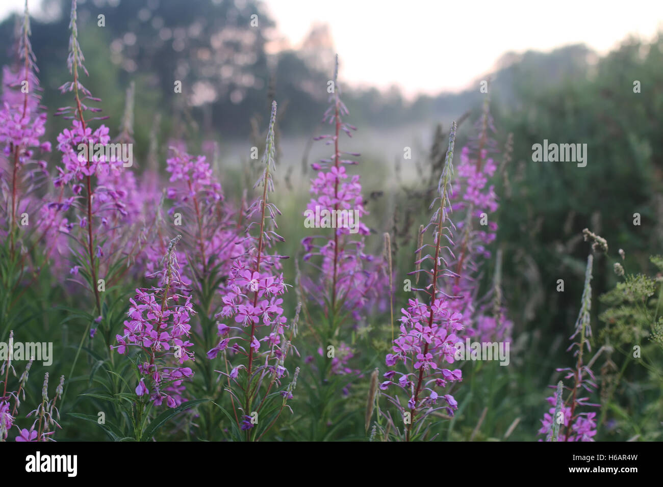 sunset flower fog Stock Photo - Alamy