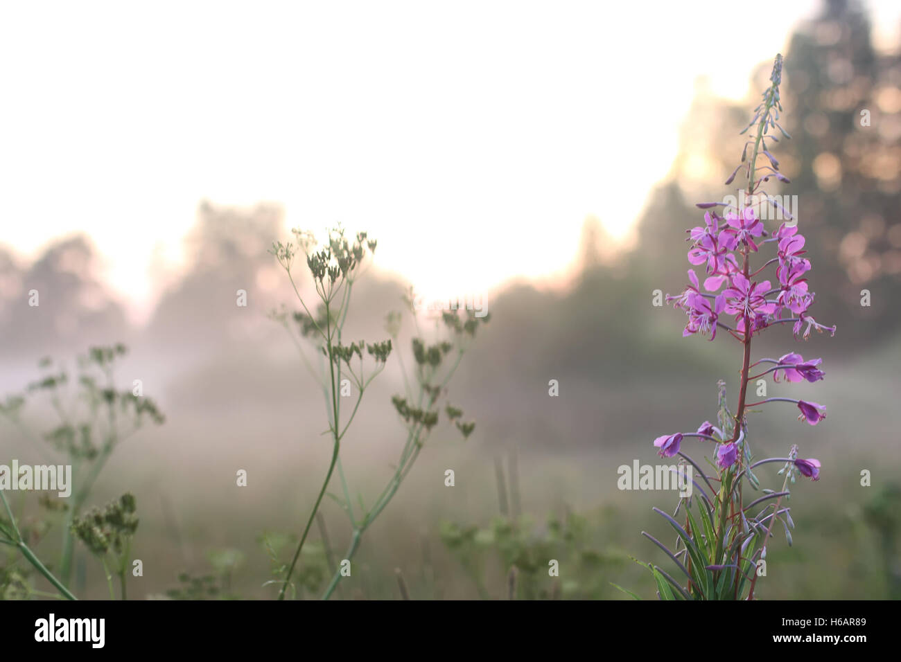 sunset flower fog Stock Photo - Alamy
