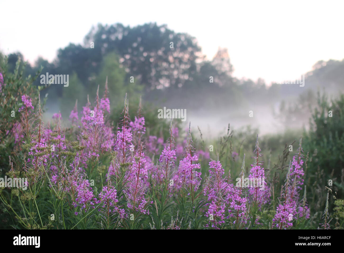 sunset flower fog Stock Photo - Alamy