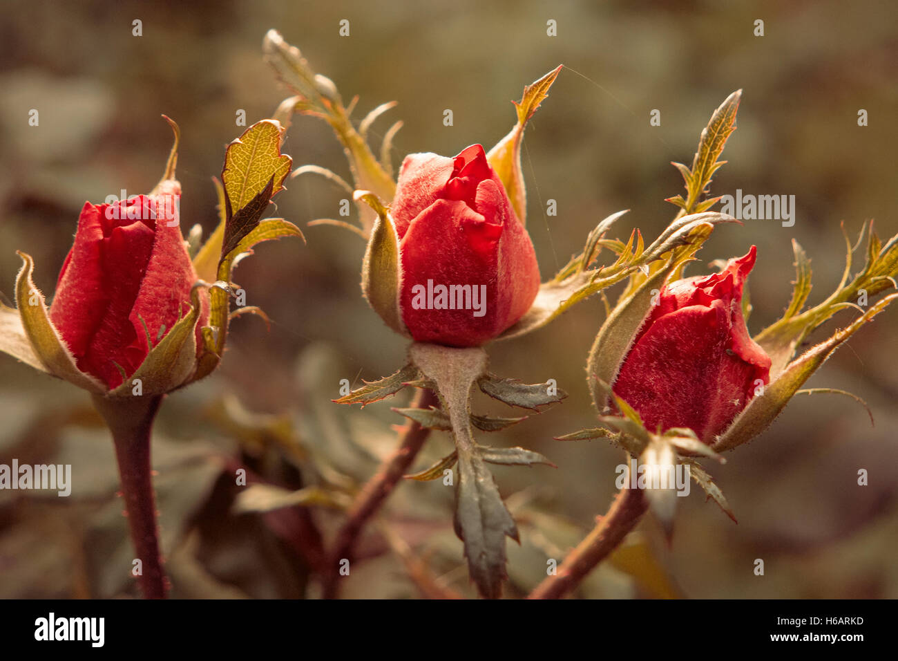 Three Rose buds in the garden in front of natural background in autumn ...