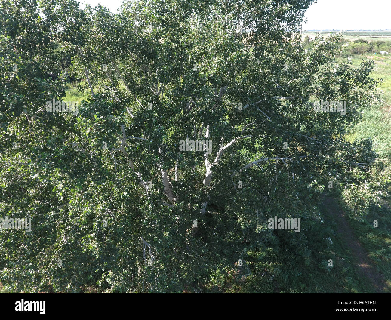 Top view of a silver poplar. The high poplar tree Stock Photo - Alamy