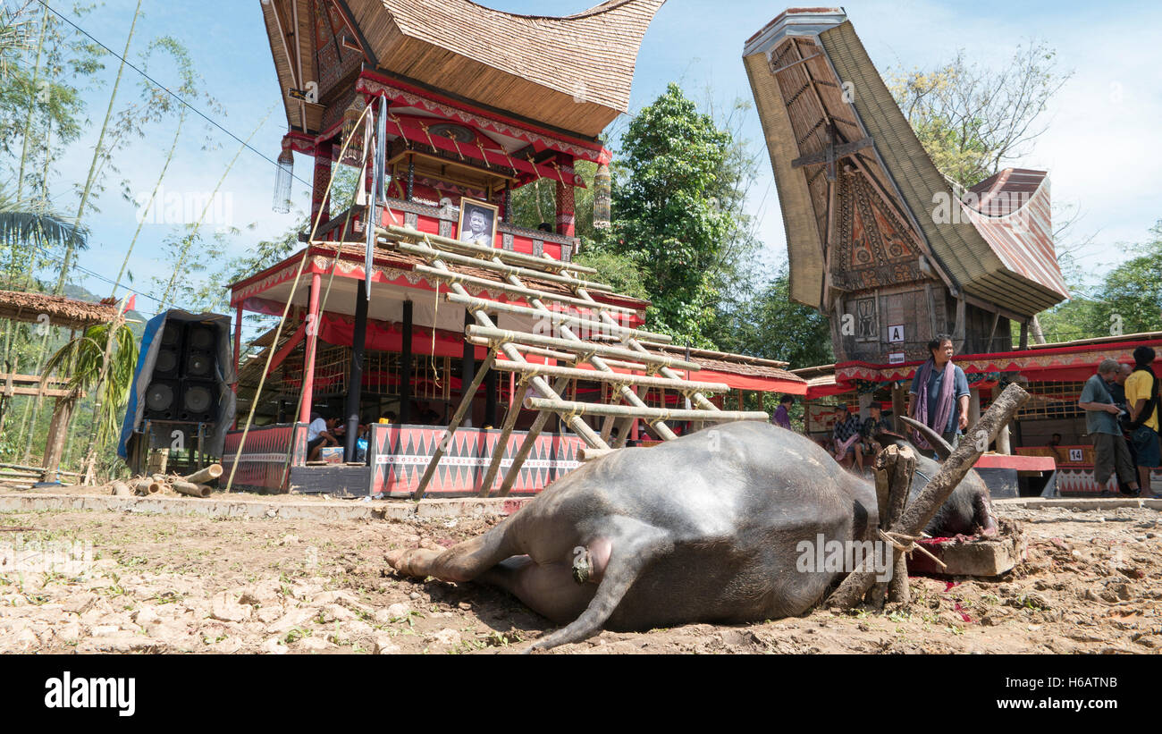 Rambu solo ceremony hi-res stock photography and images - Alamy