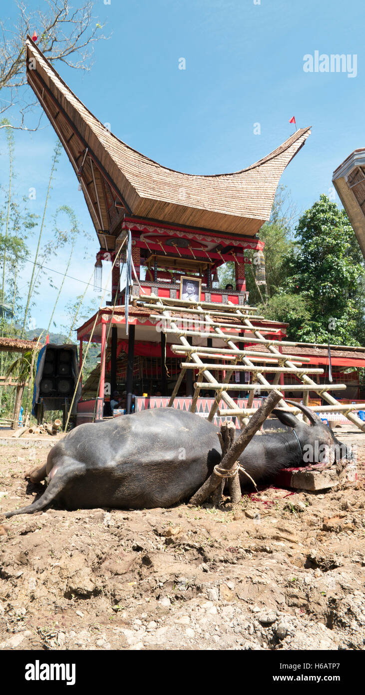 Tana toraja sulawesi funeral ceremony hi-res stock photography and ...