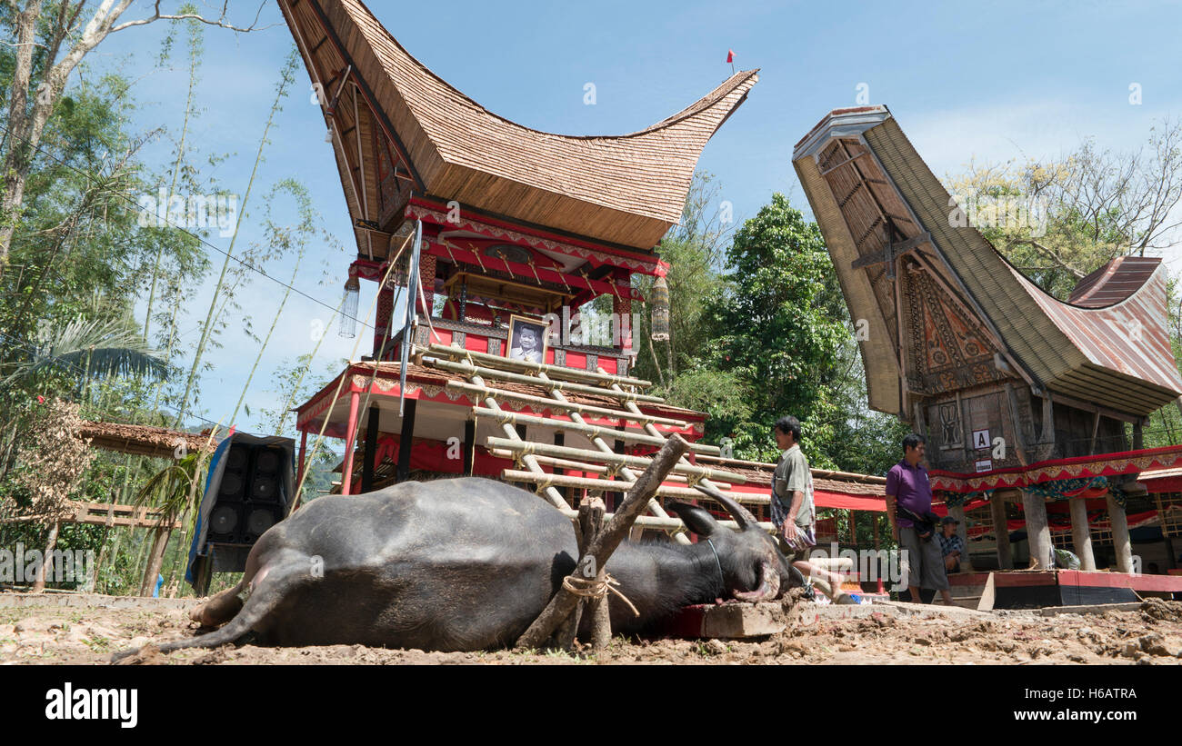 Rambu solo ceremony hi-res stock photography and images - Alamy