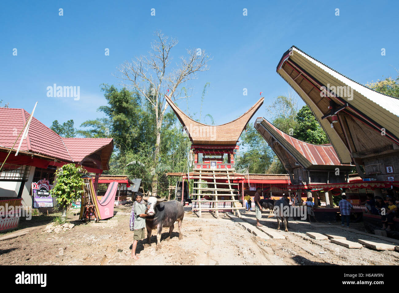 The local people and villagers bring the buffalo to be sacrifice during ...