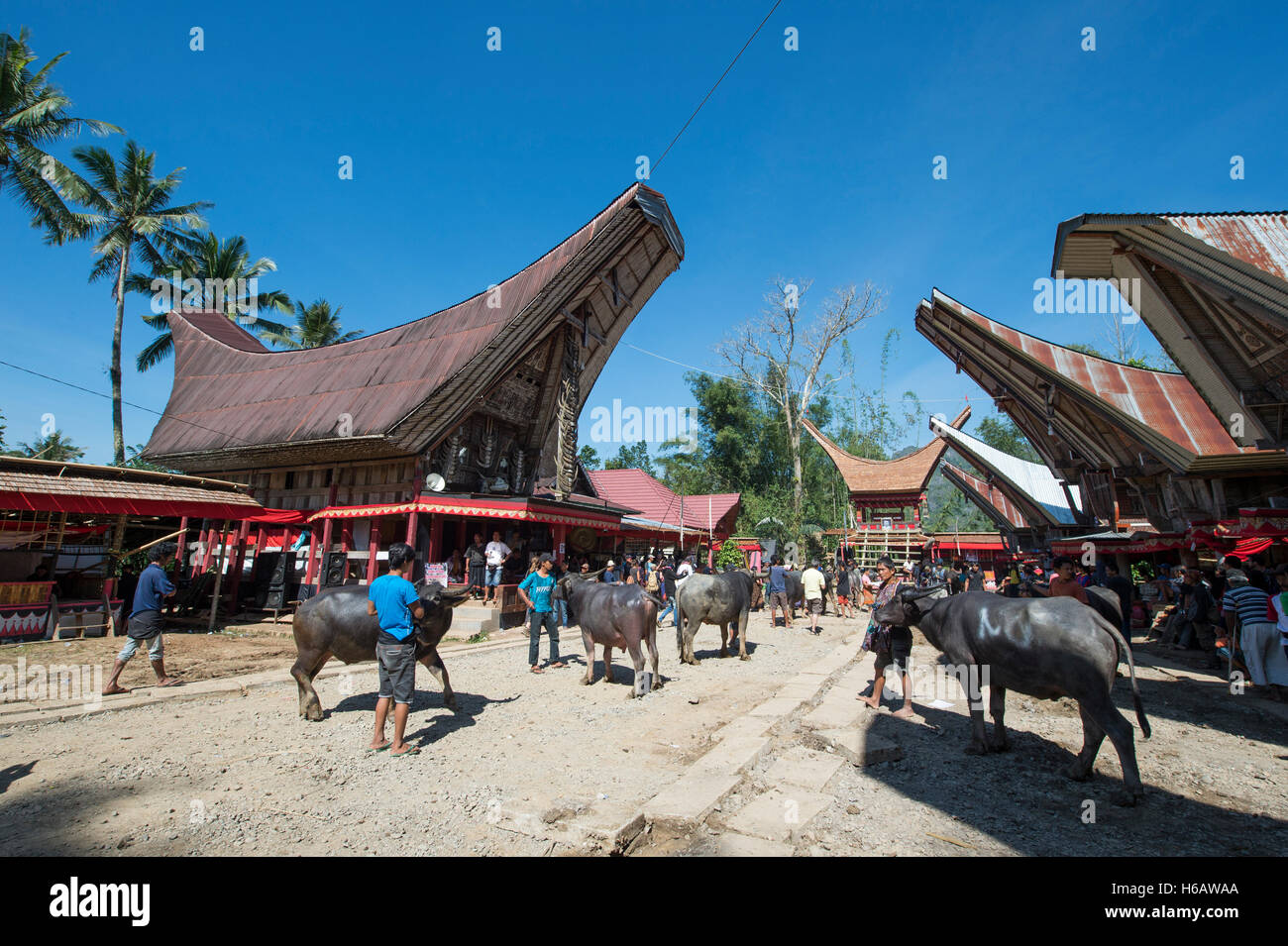 Buffalo sacrifice funeral ceremony hi-res stock photography and images ...
