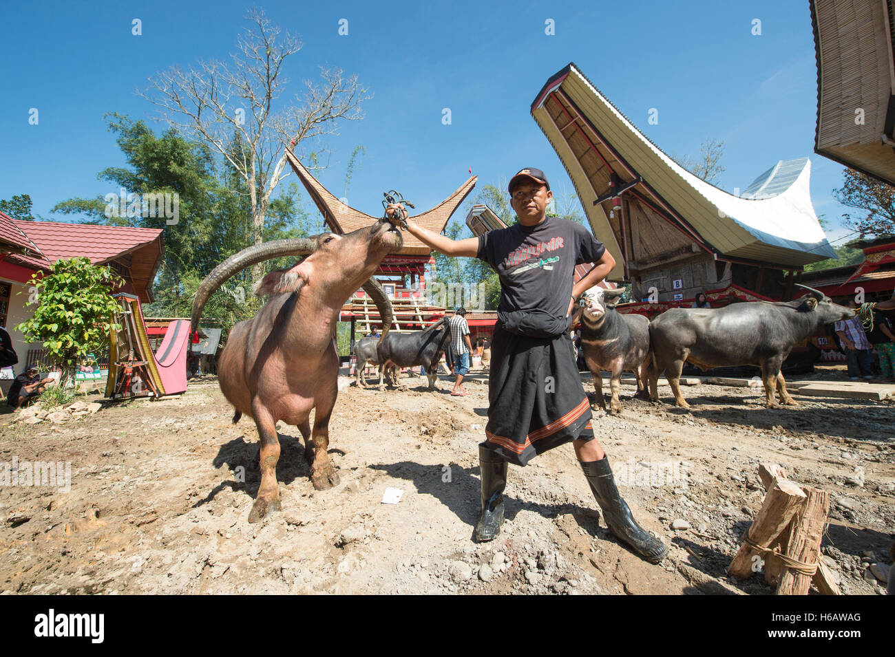 Buffalo sacrifice funeral ceremony hi-res stock photography and images ...