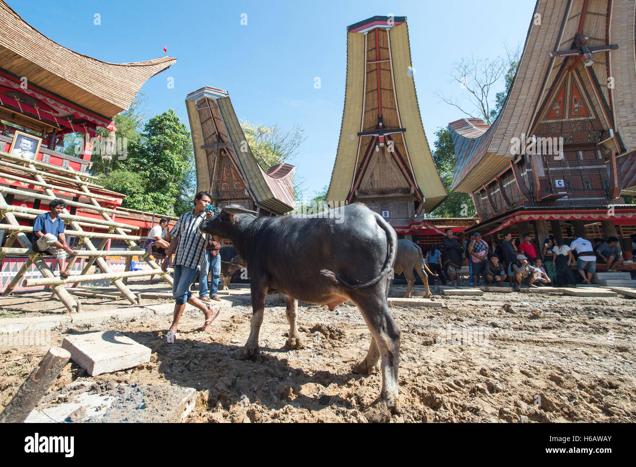 The local people and villagers bring the buffalo to be sacrifice during ...