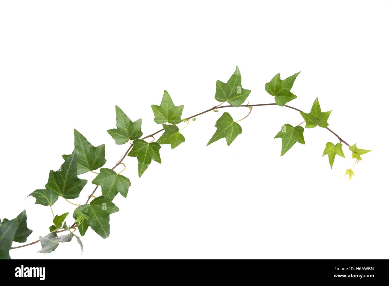 ivy leaves isolated on a white background Stock Photo - Alamy
