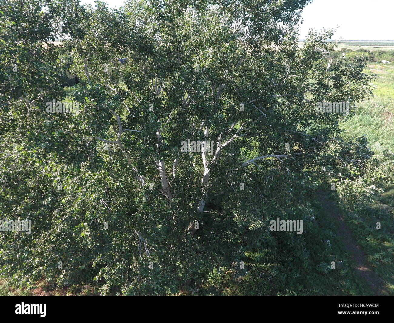 Top view of a silver poplar. The high poplar tree Stock Photo - Alamy