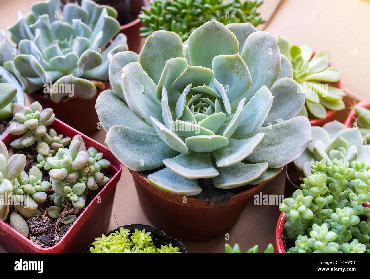Miniature succulent plants Stock Photo - Alamy