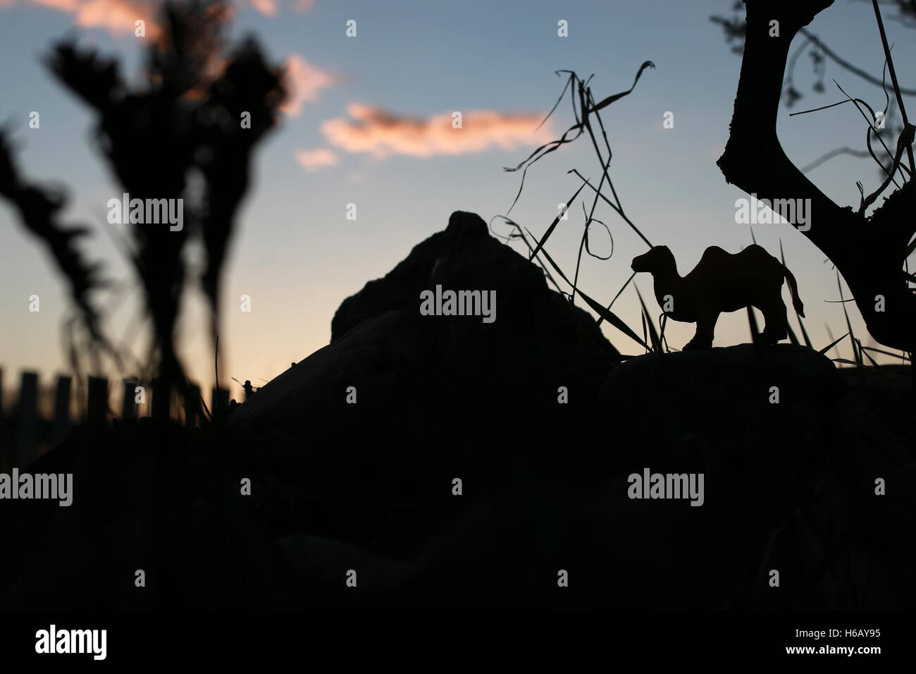 sunset camel and pyramid Stock Photo - Alamy