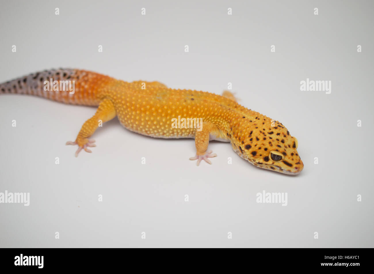 Side View of a Male Tangerine Leopard Gecko Stock Photo - Alamy