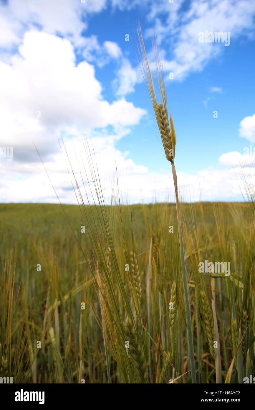 cereal rye field Stock Photo - Alamy