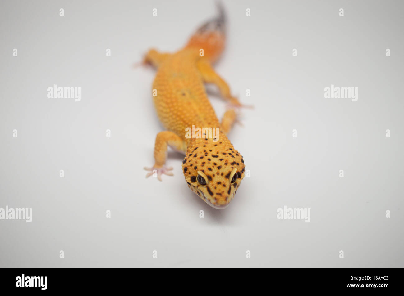 Full Body Shot of a Male Tangerine Leopard Gecko Stock Photo - Alamy