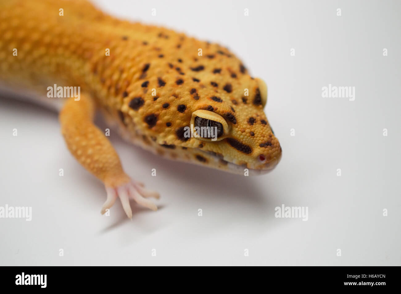 Macro photography reptiles hi-res stock photography and images - Alamy