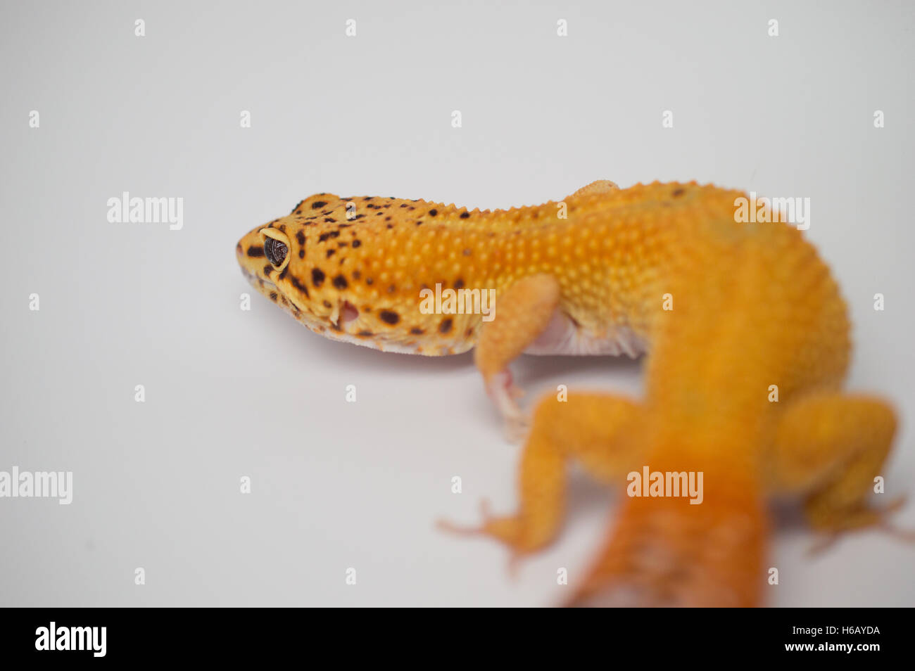 Back view of a Male Tangerine Leopard Gecko Stock Photo - Alamy