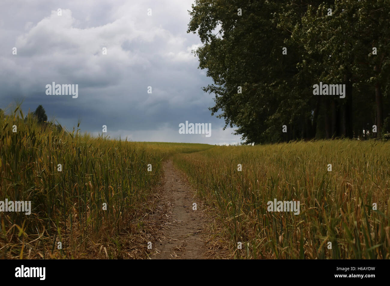 cereal rye field Stock Photo - Alamy