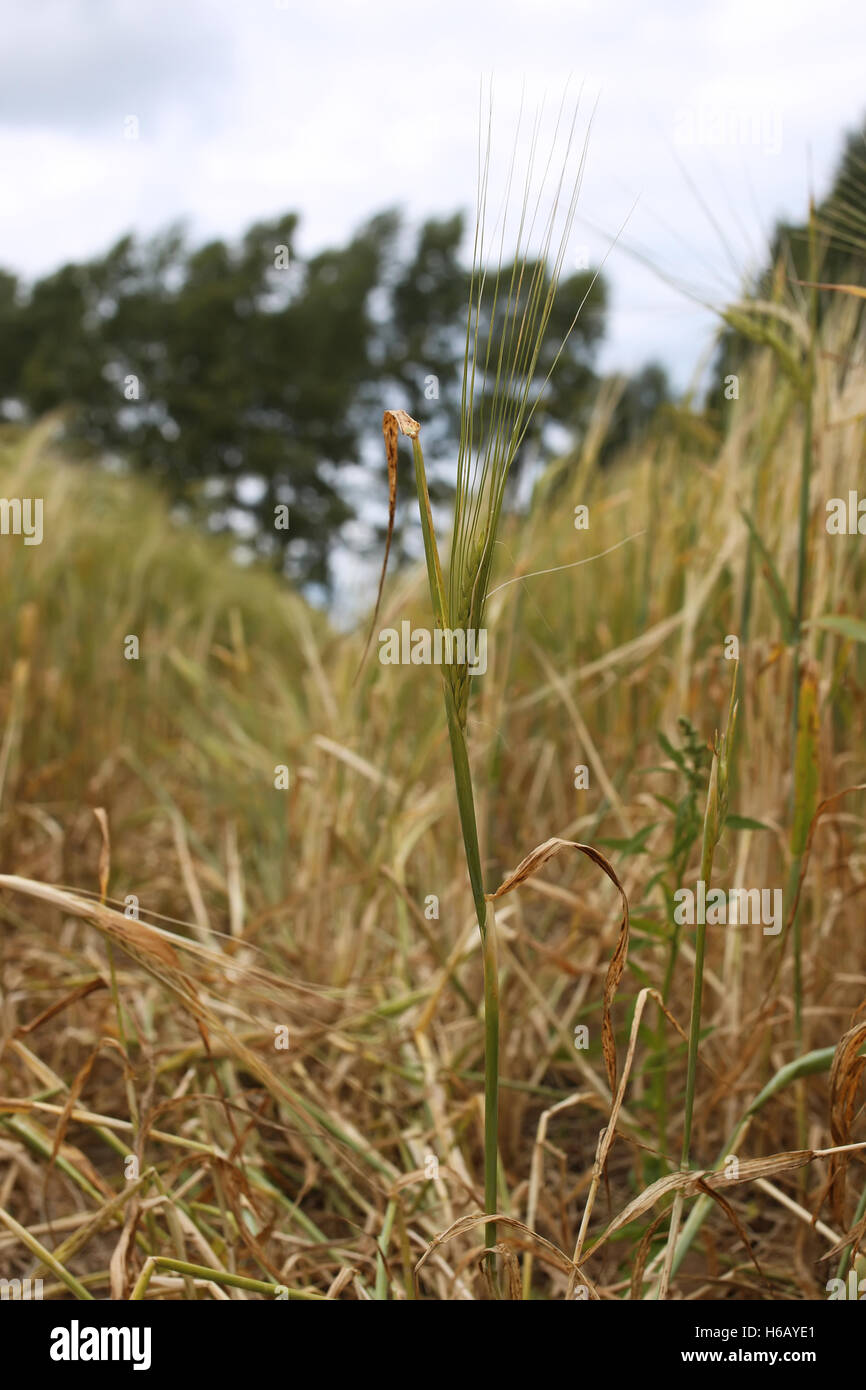 cereal rye field Stock Photo - Alamy