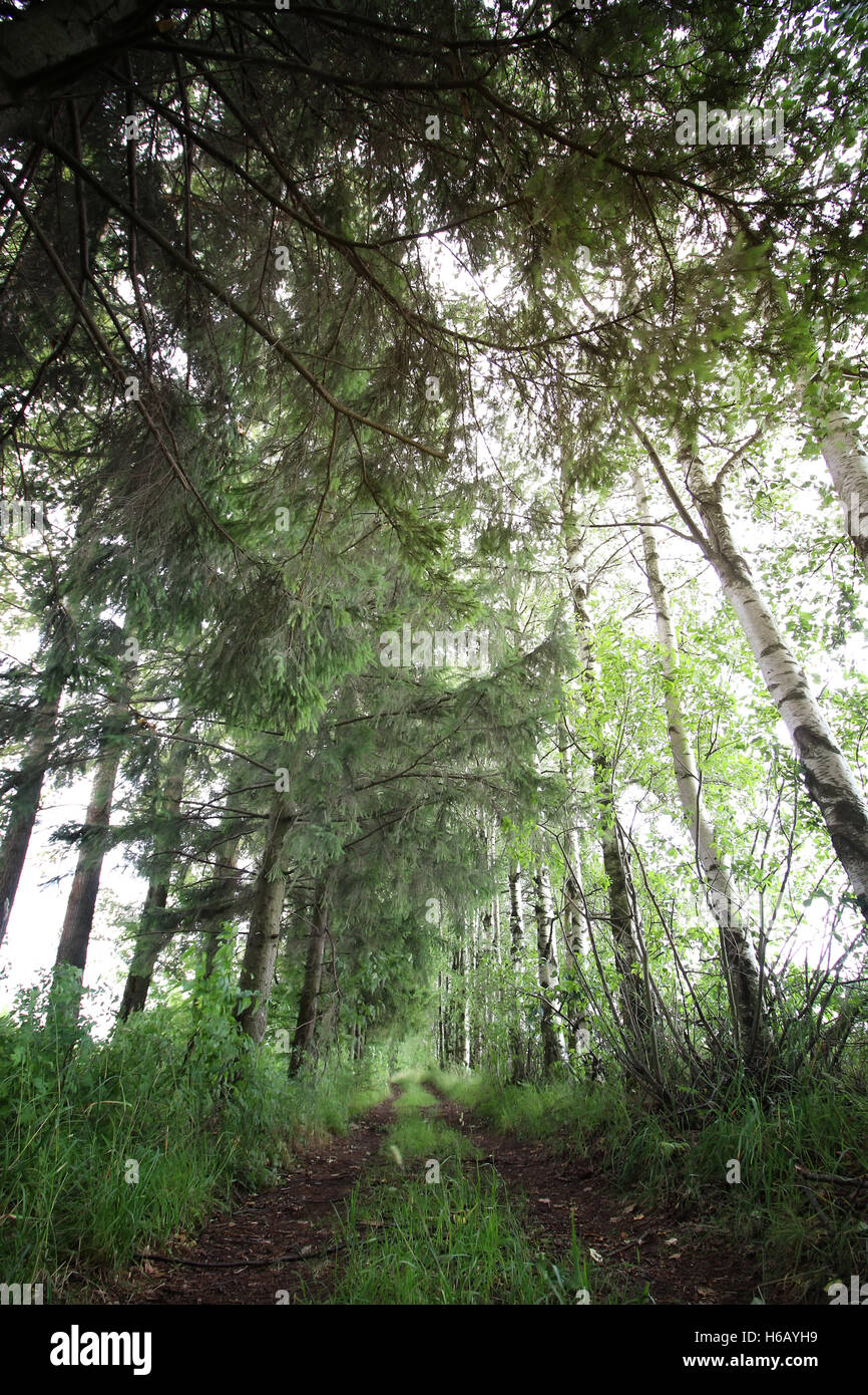 road ground forest tree Stock Photo - Alamy