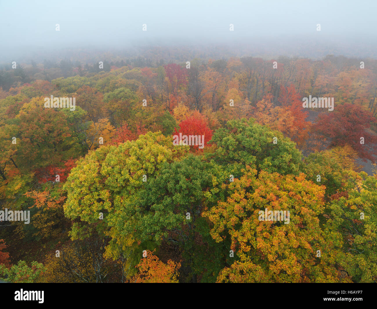 Aerial view fall nature scenery of colorful autumn trees in fog at ...