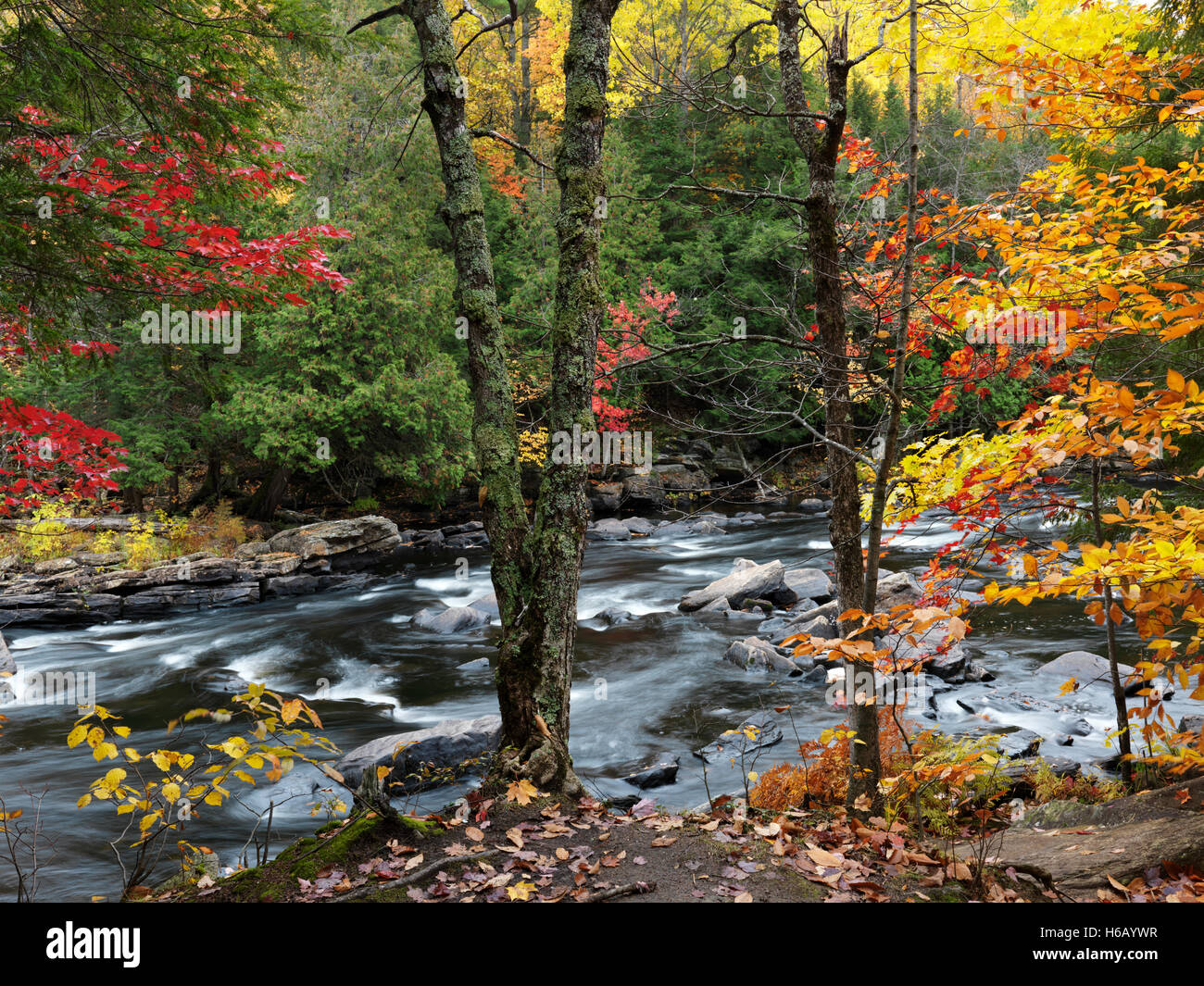 Beautiful fall nature scenery of Oxtongue river rapids. Algonquin ...
