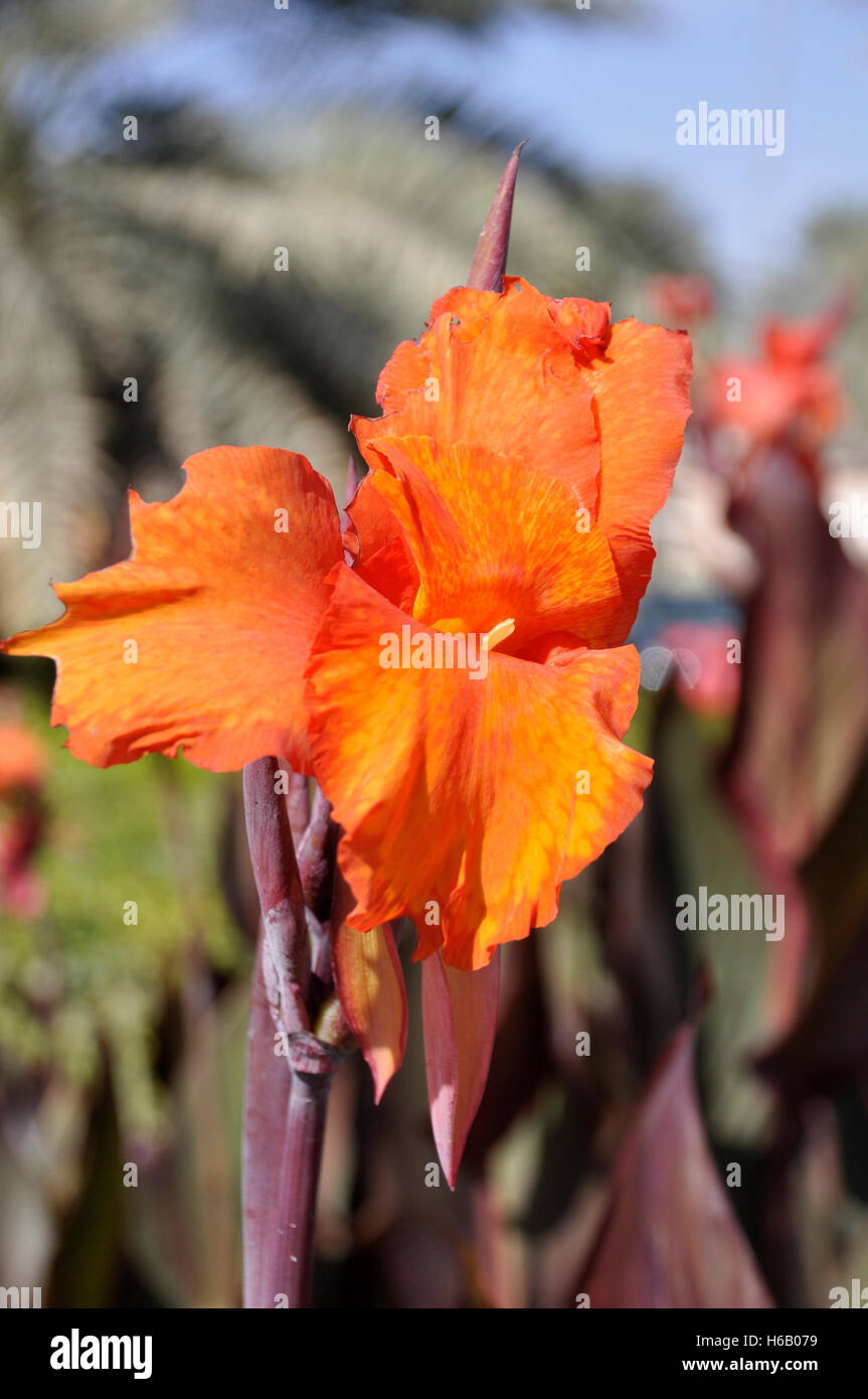 Canna lily (Genus; Canna Stock Photo - Alamy