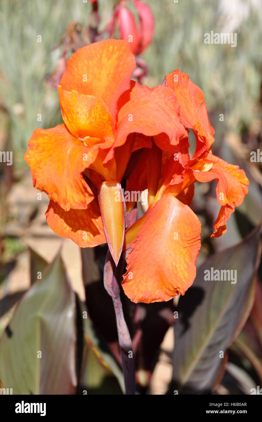 Canna lily (Genus; Canna Stock Photo - Alamy