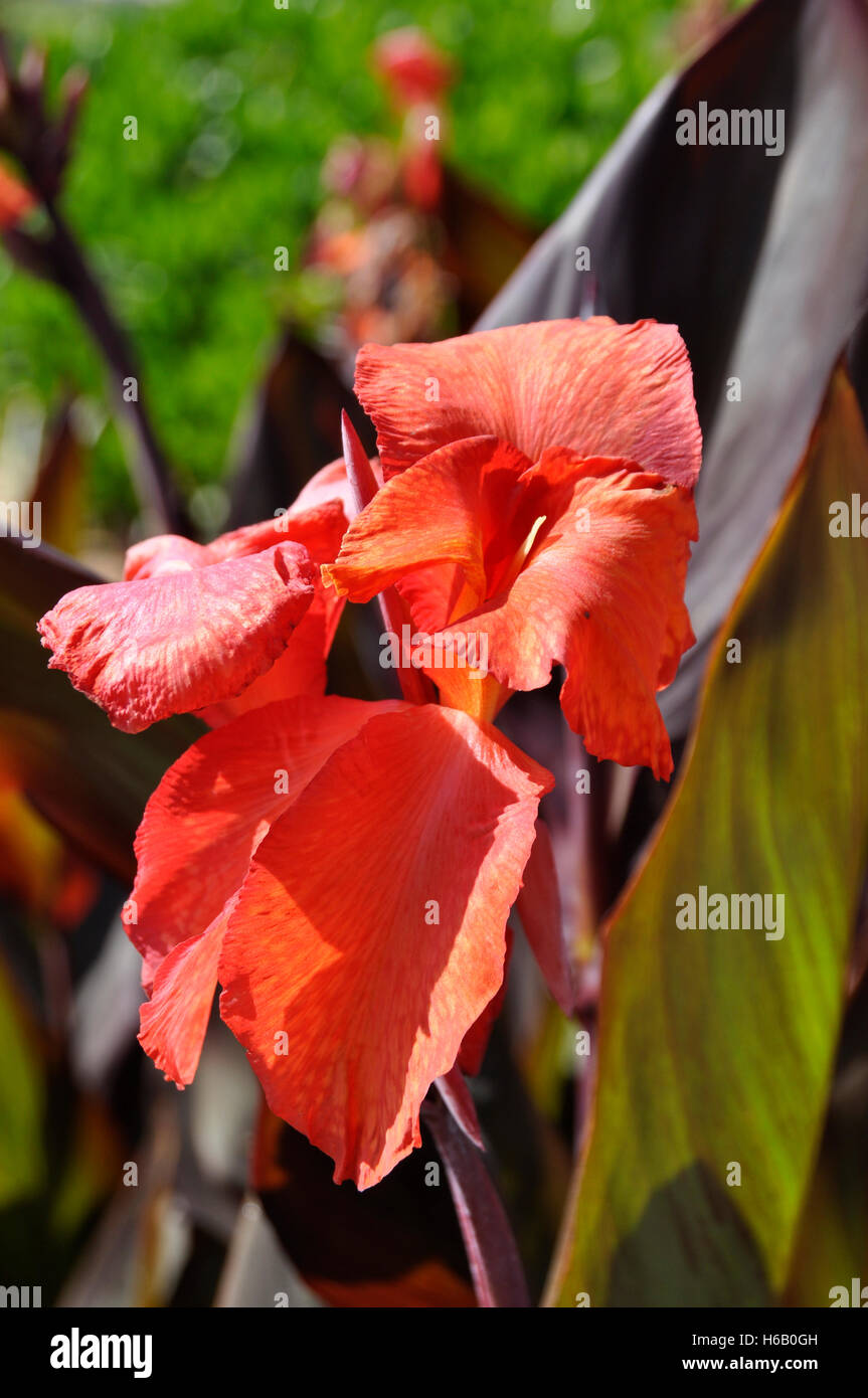Canna lily (Genus; Canna Stock Photo - Alamy
