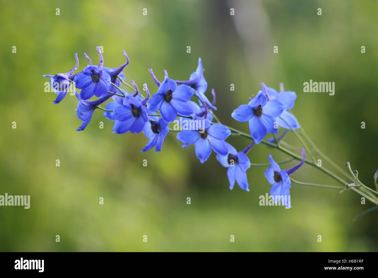 flower light from the sun in the field Stock Photo - Alamy