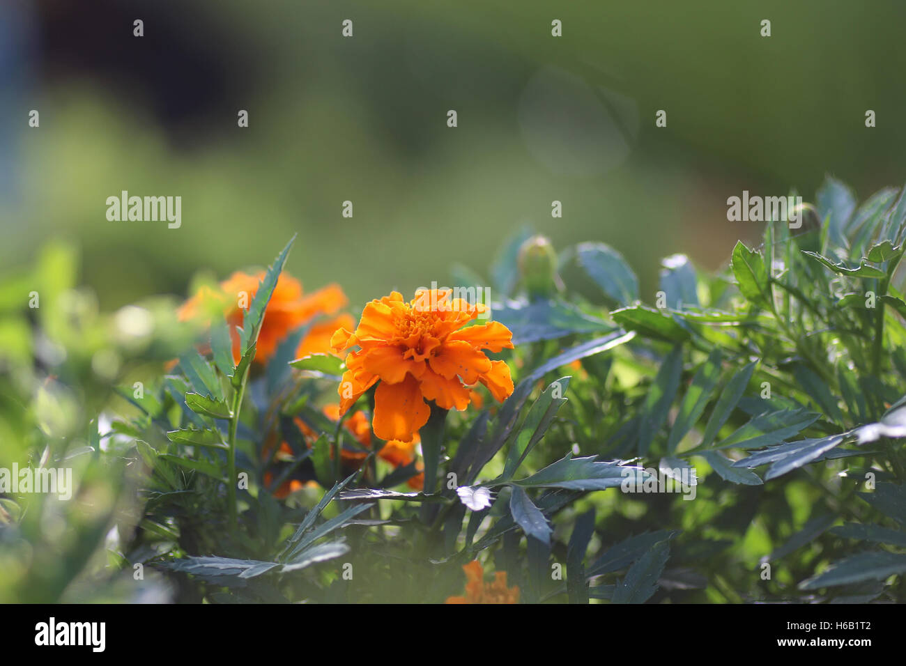 flower light from the sun in the field Stock Photo - Alamy