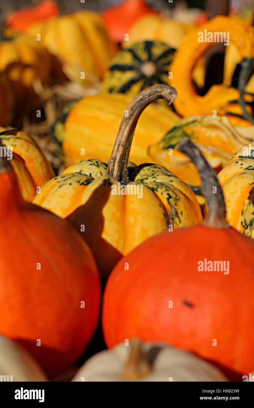 Bold pumpkins in sunlight Stock Photo - Alamy