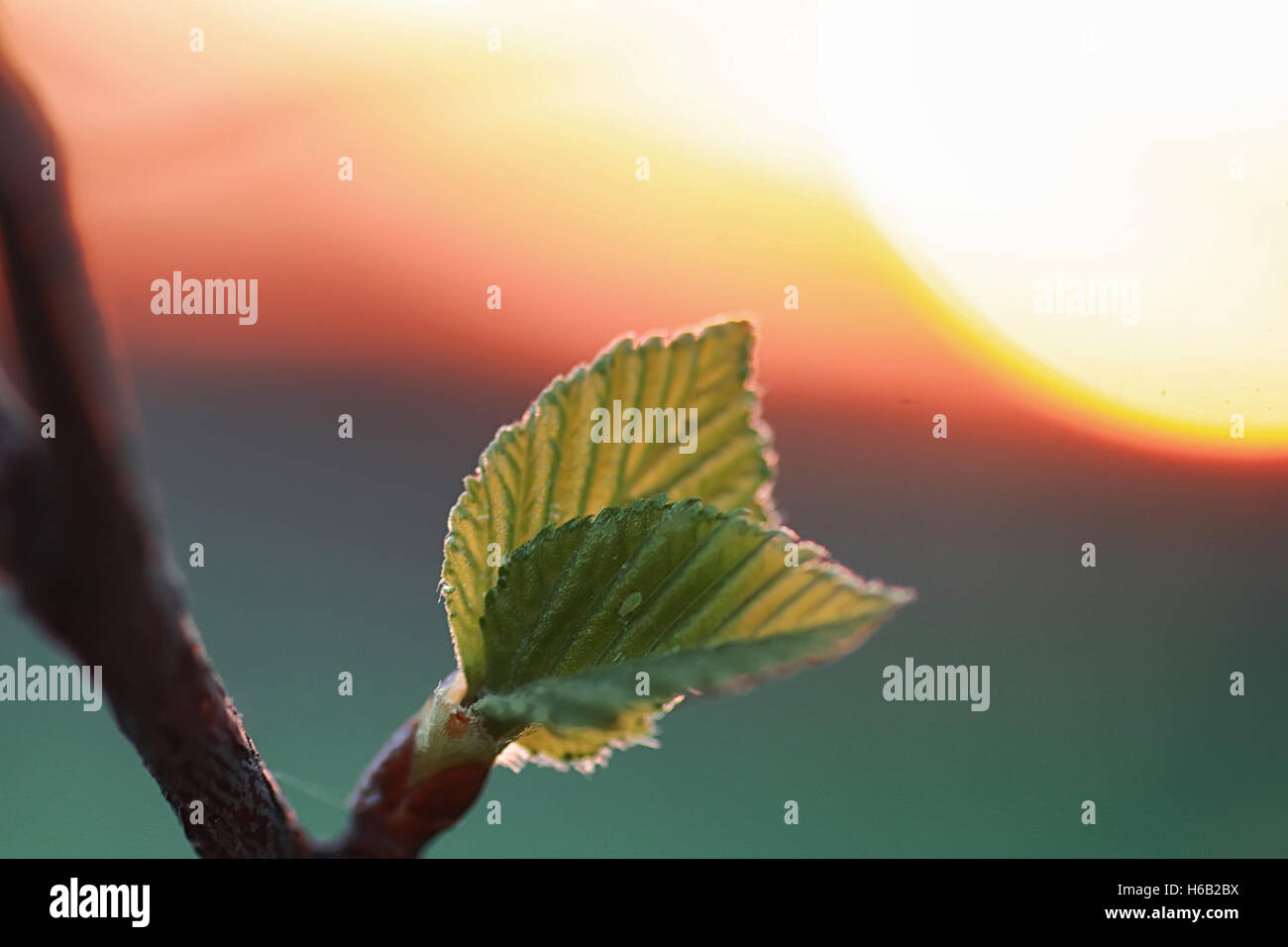 spring fresh leaves on a tree sunset Stock Photo - Alamy