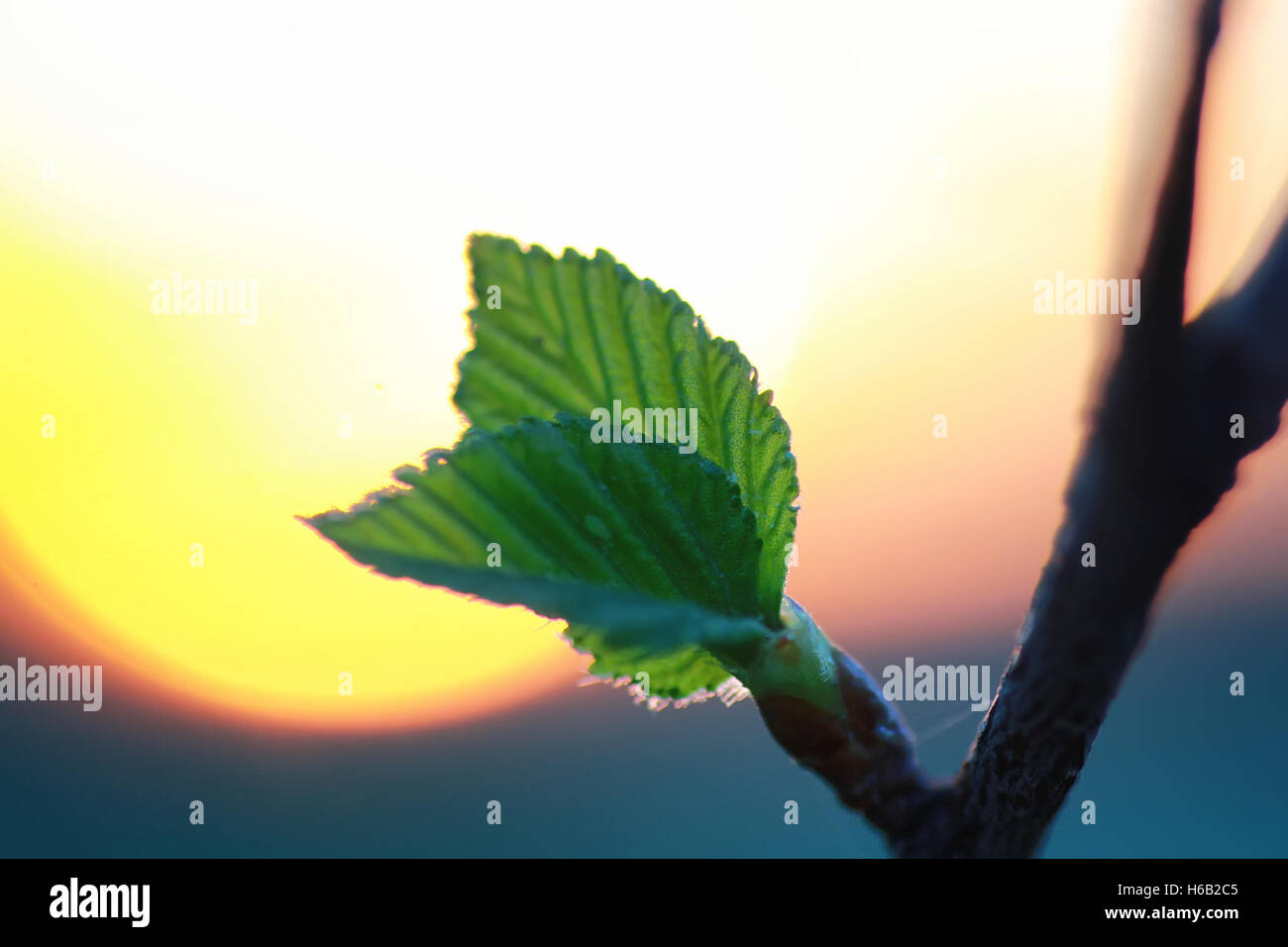 fresh spring leaves on a tree Stock Photo - Alamy